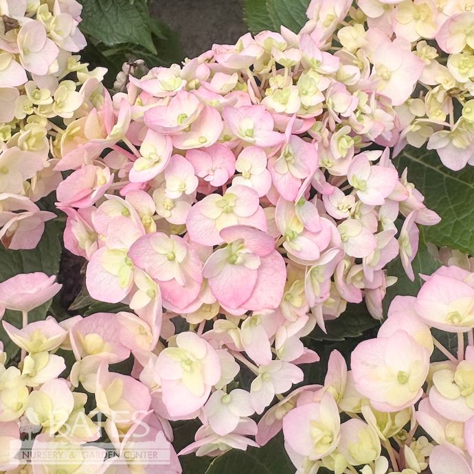 #3 Hydrangea mac PW Wee Bit Innocent/ Bigleaf/ Mophead