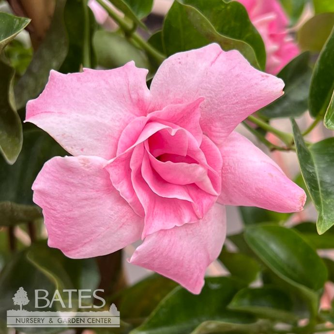 Tropical #2 STK Mandevilla Sun Parasol 'Double Pink Blush' - No Warranty
