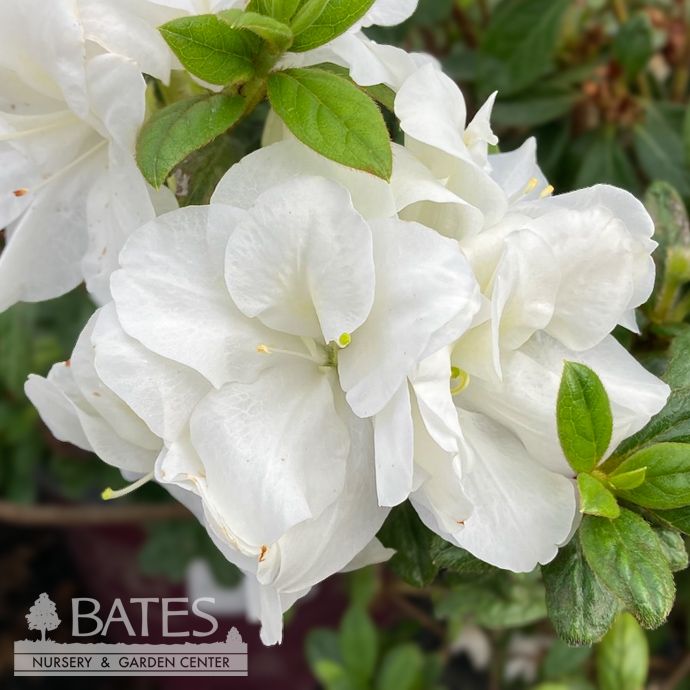 #3 Azalea Encore Autumn Moonlight/Repeat