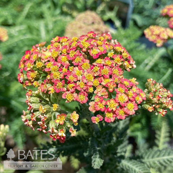 #1 Achillea x PW Firefly Peach Sky/ Yarrow
