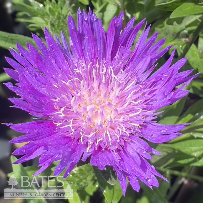 #1 Stokesia laevis Honeysong Purple/ Stoke's Aster Native (R)