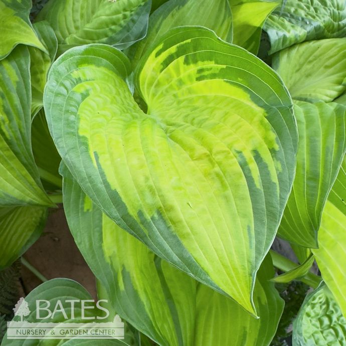 #1 Hosta Paradigm/ Gold w/ Blue-Green