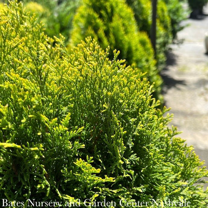 #3 Thuja occ Highlights 'Janed Gold'/ Pyramidal Arborvitae