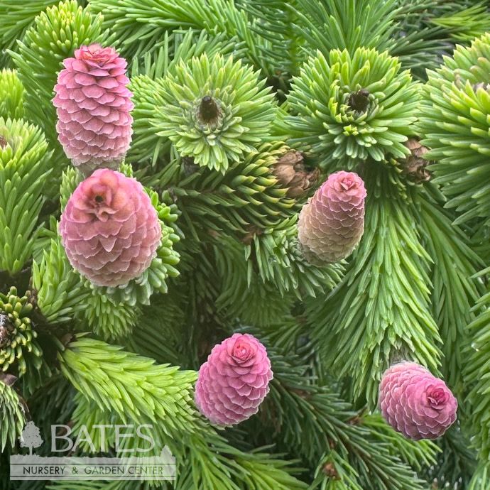 #3 Picea ab Acrocona/ Red Cone Norway Spruce