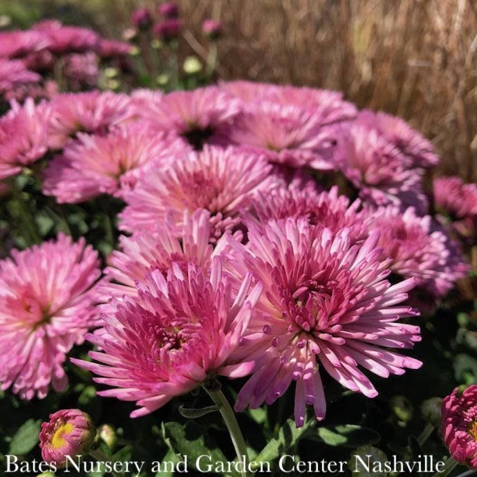 #1 Dendranthema Fireworks Igloo/ Pink Chrysanthemum