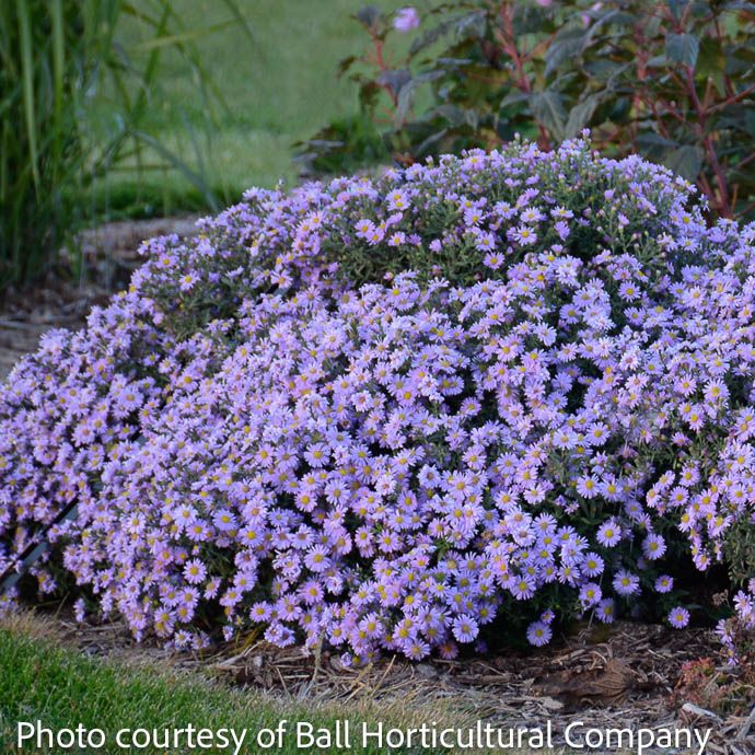 #1 Symphyotrichum nov-ang Kickin 'Lavender'/ Aster Native (TN)
