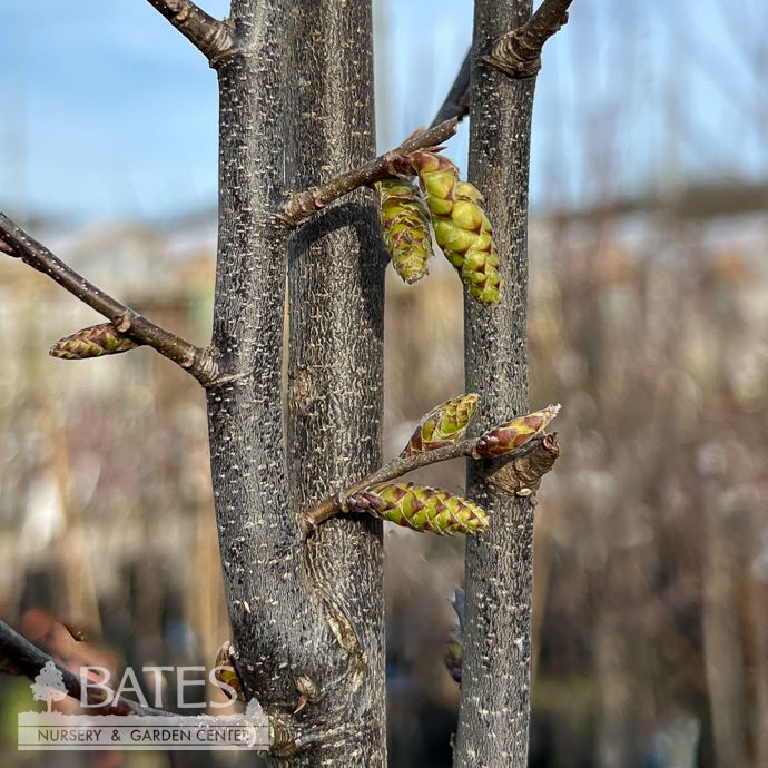 #15 Carpinus betulus Fastigiata/ Pyramidal European Hornbeam