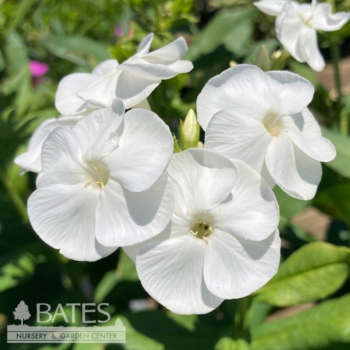 #1 Phlox pan PW Luminary 'Backlight'/ White Upright Native (TN)
