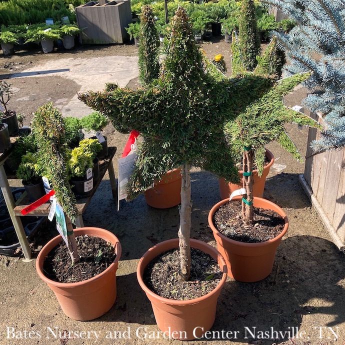 Topiary Mini Star Shape #3 Thuja occ Smaragd 'Emerald Green ...