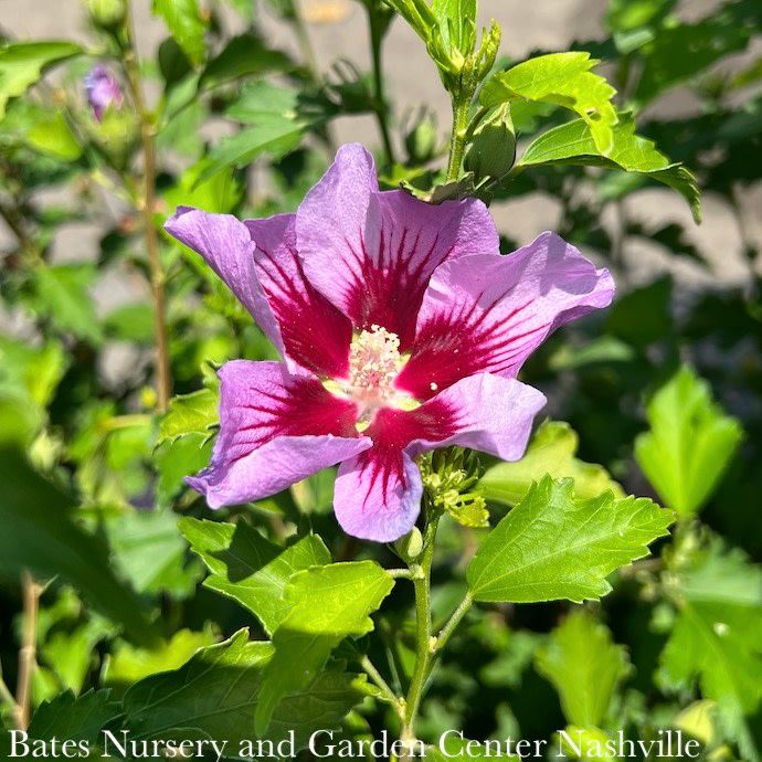 Topiary Patio Tree #6 Hibiscus syr PW Purple Pillar/ Columnar Rose of ...