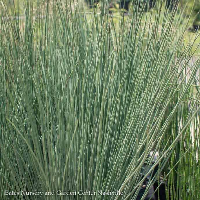#3 Grass Juncus inflexus Blue Arrows/ European Rush