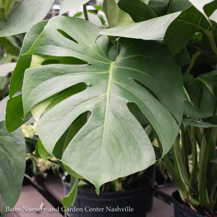 6p! Philo Split Leaf / Monstera deliciosa TOTEM /Tropical