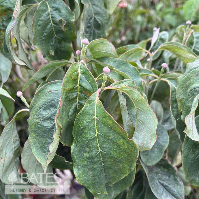 #5 Cornus flor Ragin' Pink/ Flowering Dogwood Native (TN)