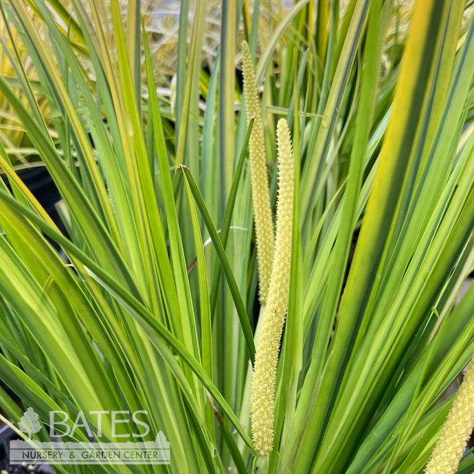 #1 Grass Acorus gram Ogon/ Golden Variegated Sweet Flag