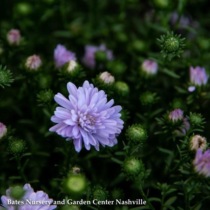 #1 Symphyotrichum nov-belgii Peter III/ Blue Aster