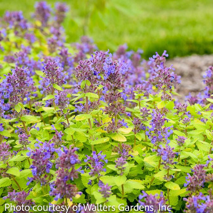 #1 Nepeta PW Lemon Purrfection/ Catmint