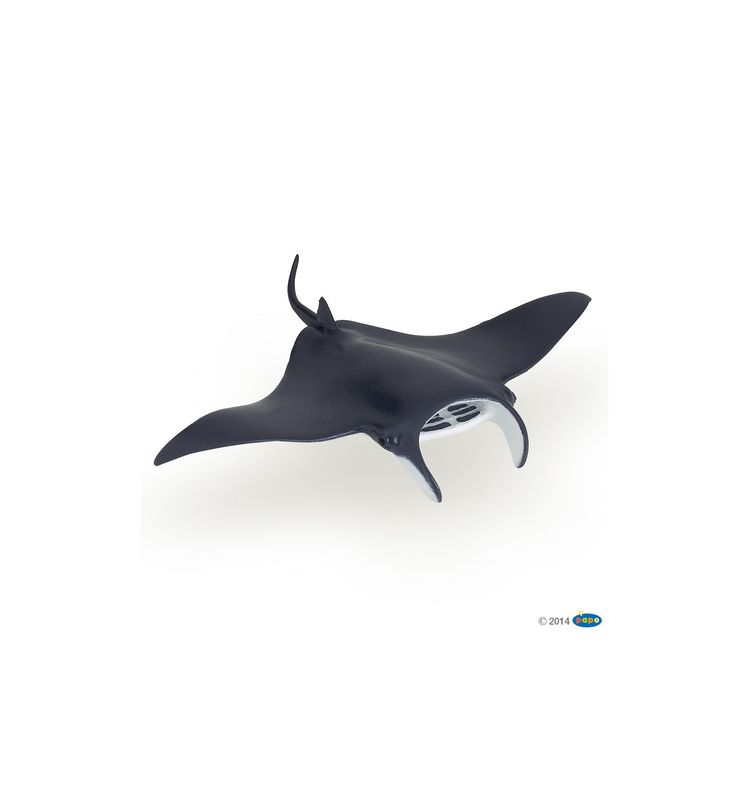 Manta Ray