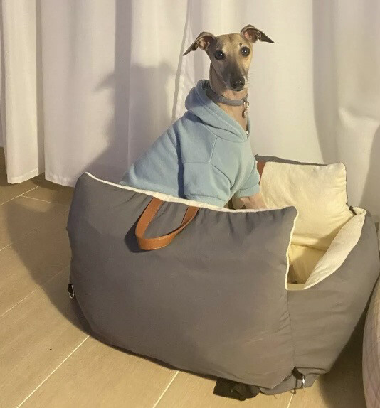 Bilseng seng hund