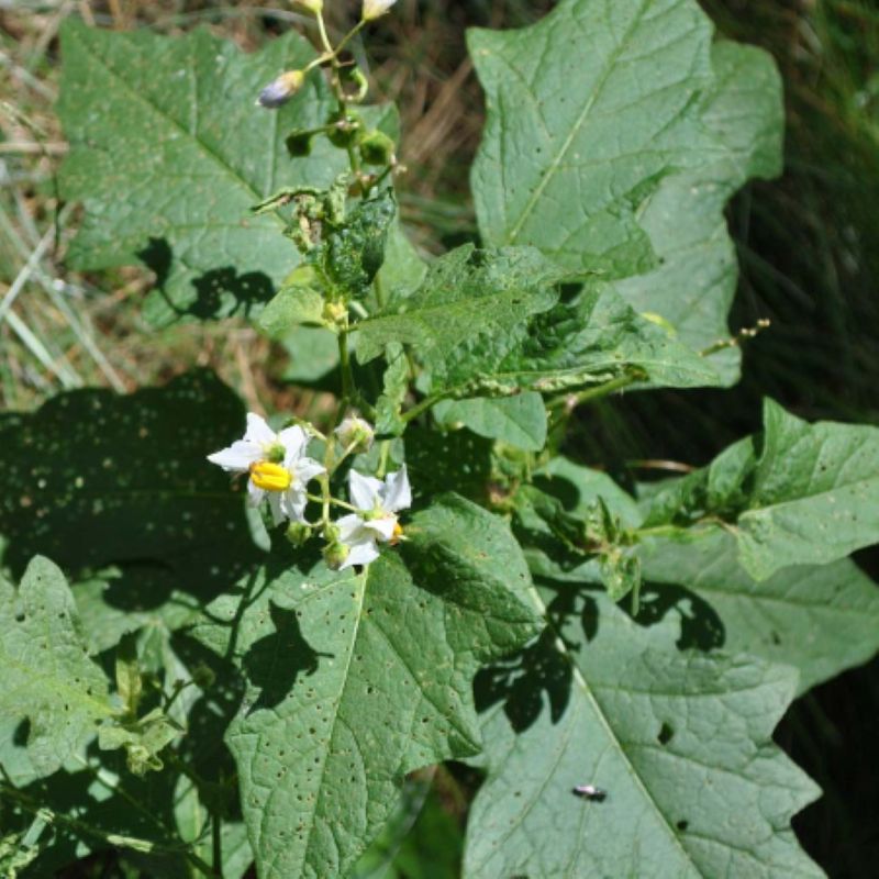Horse Nettle (Devil's Tomato; Sodom Apple)