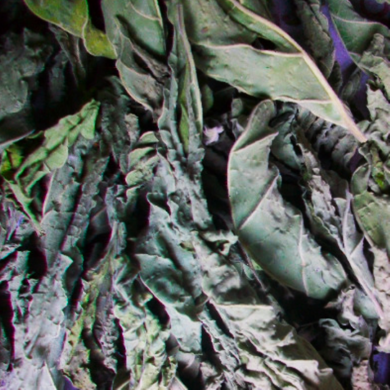 Devil's Weed (Datura/Jimson Weed)