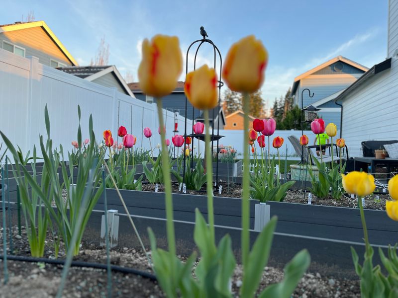 Spring Bouquet Subscription