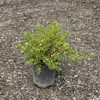 #1 Buxus Micro 'Golden Triumph'