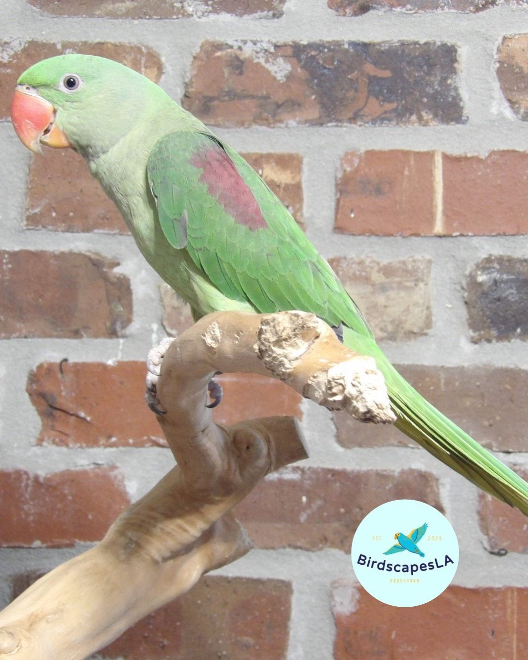 Alexandrine parrot for sale store