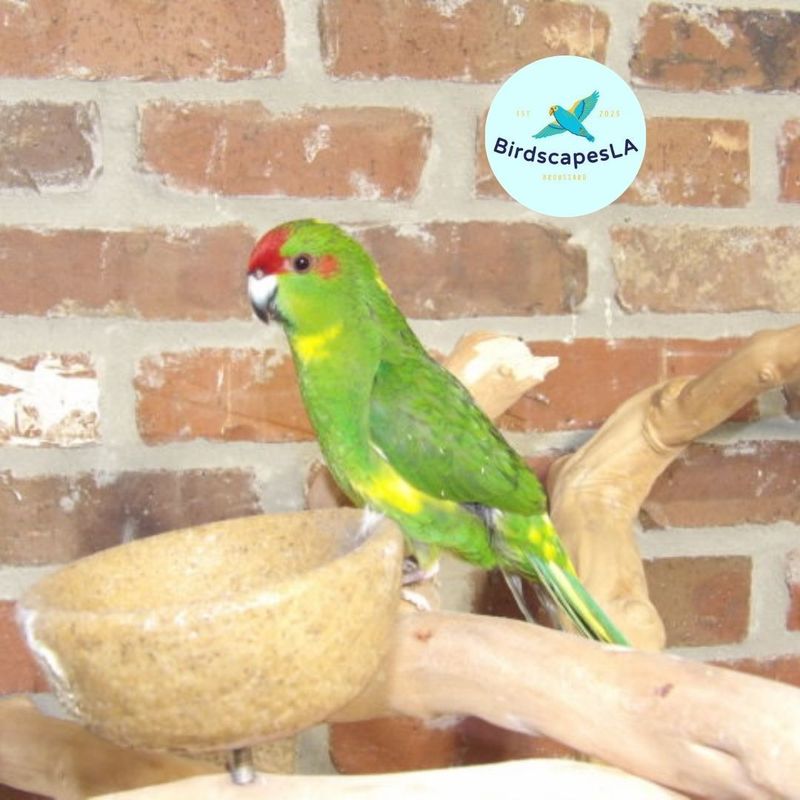 Kakariki