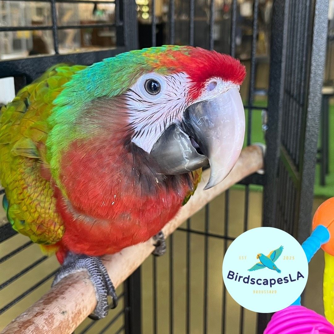 Shamrock Macaw