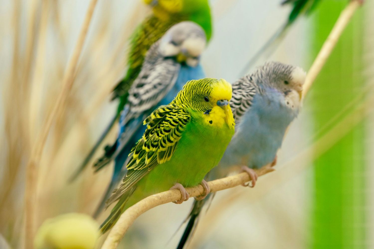 American Parakeet
