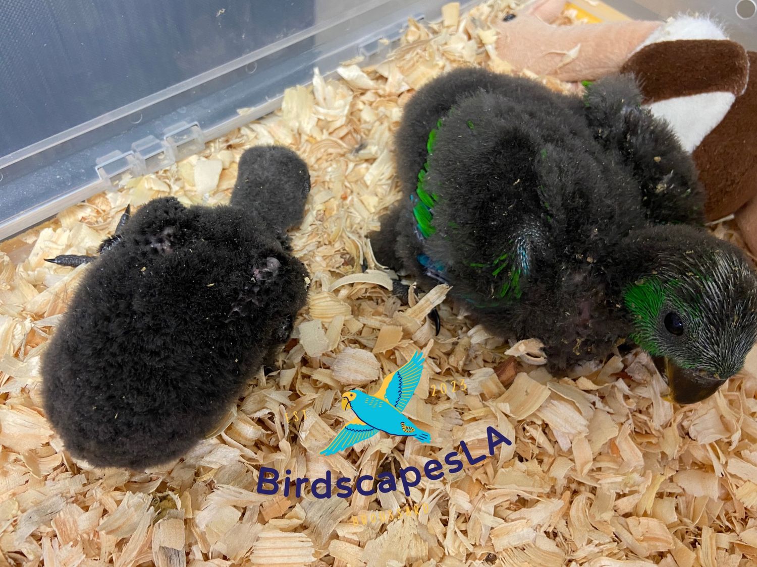Eclectus Babies!