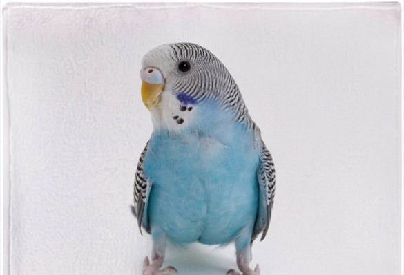 Exotic Birds | Greater Miami Area | 561-278-5394