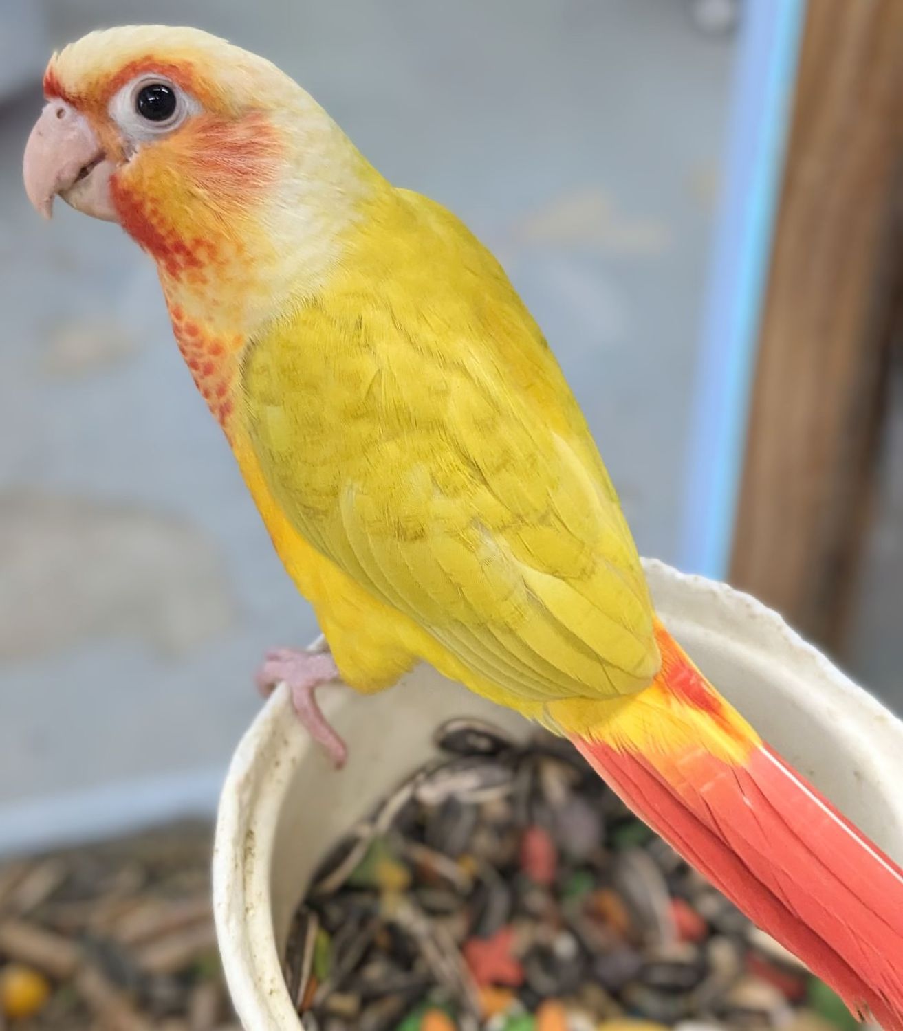 Exotic Birds | Greater Miami Area | 561-278-5394