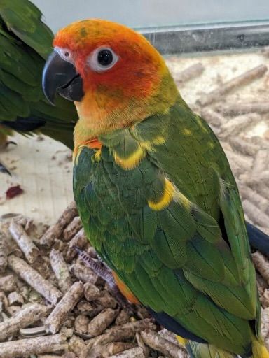 Sun Conure
