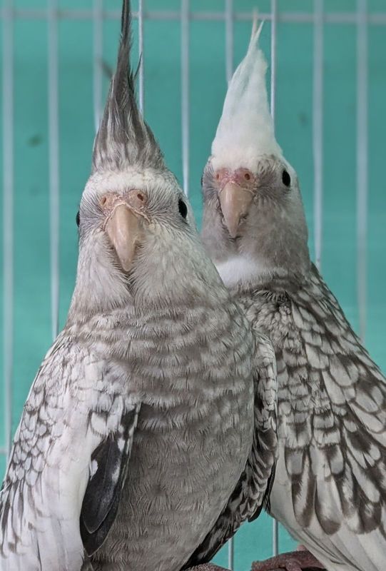 Cockatiels