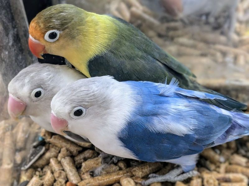 Exotic Birds Store | Greater Miami Area | 561-278-5394