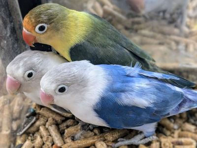 Exotic Birds Store | Greater Miami Area | 561-278-5394