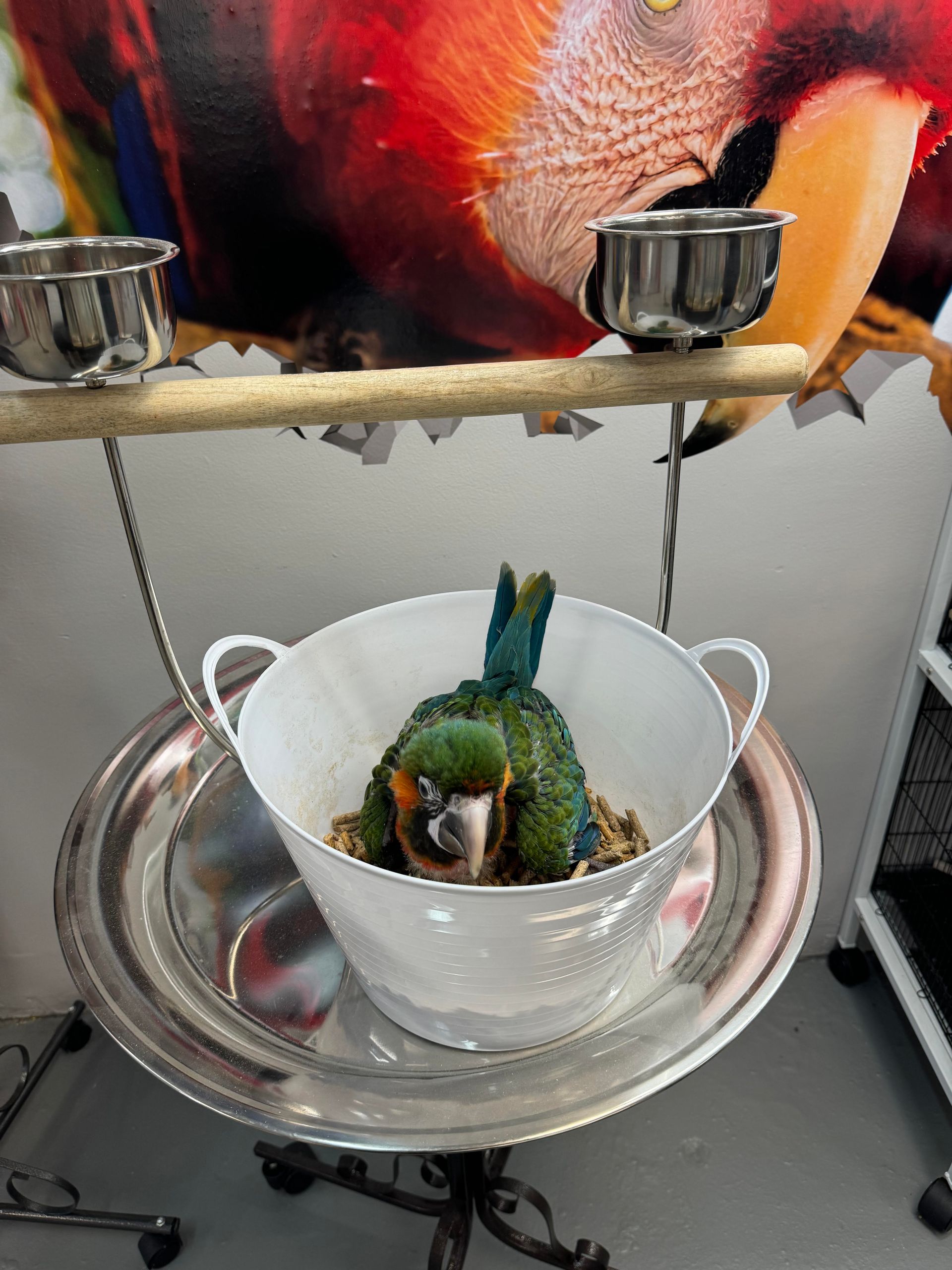 Exotic Birds | Greater Miami Area | 561-278-5394