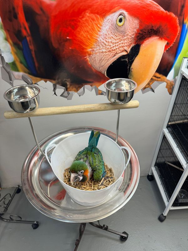 Birds