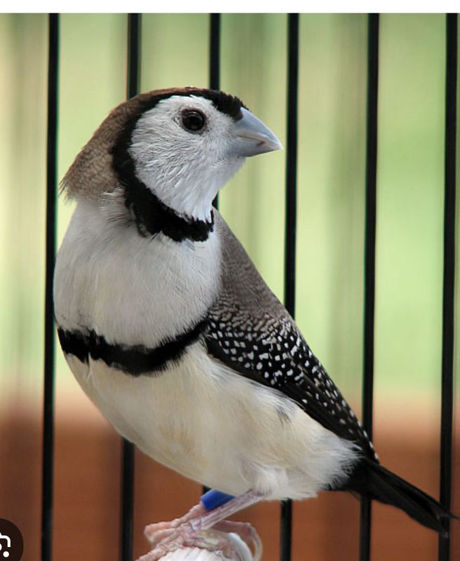 Exotic Birds Store | Greater Miami Area | 561-278-5394