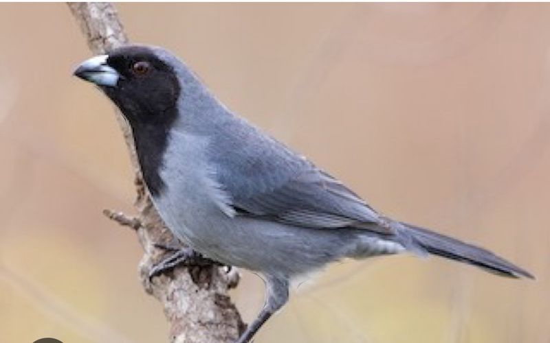 Exotic Birds Store | Greater Miami Area | 561-278-5394