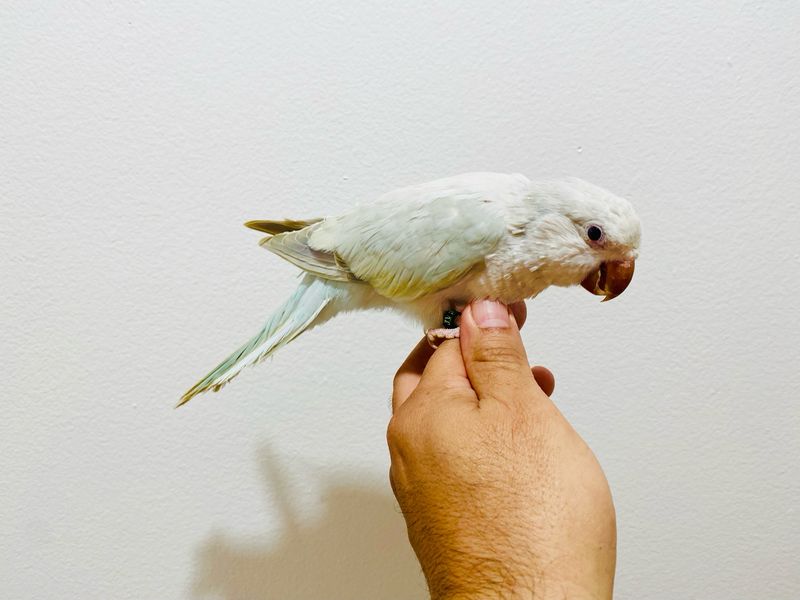 Exotic Birds Store | Greater Miami Area | 561-278-5394