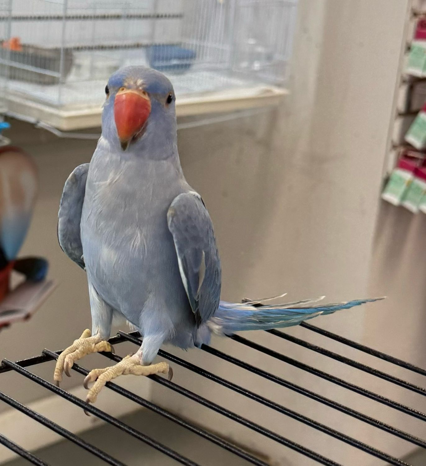 Exotic Birds | Greater Miami Area | 561-278-5394