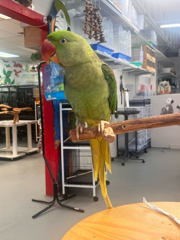 Exotic Birds Store | Greater Miami Area | 561-278-5394