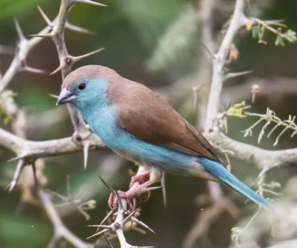 Exotic Birds Store | Greater Miami Area | 561-278-5394