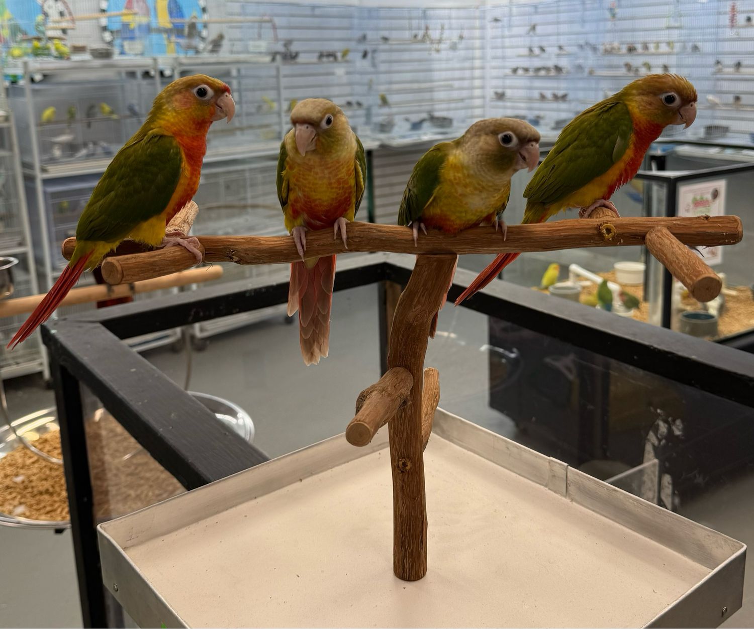 Pineapple Green Cheek Conure