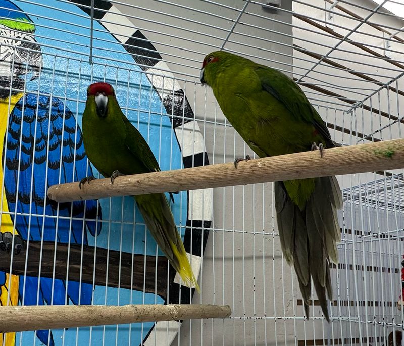 Exotic Birds Store | Greater Miami Area | 561-278-5394