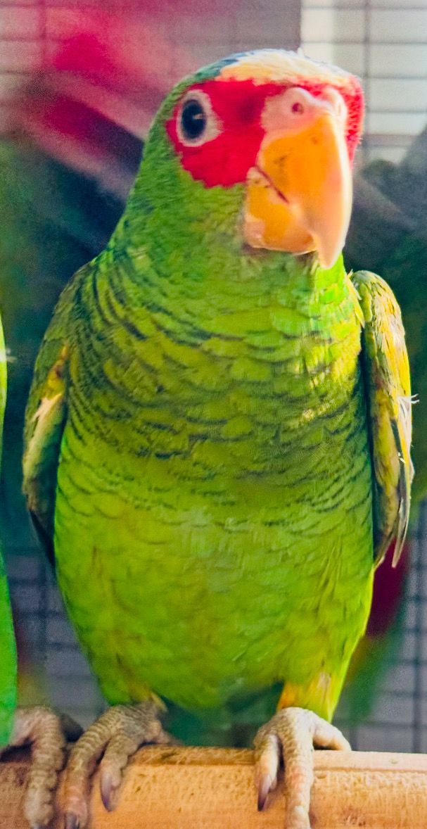 White Front Amazon Baby