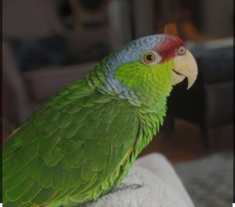 Exotic Birds Store | Greater Miami Area | 561-278-5394