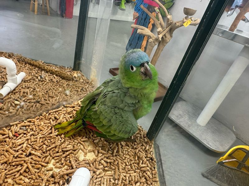 Exotic Birds Store | Greater Miami Area | 561-278-5394